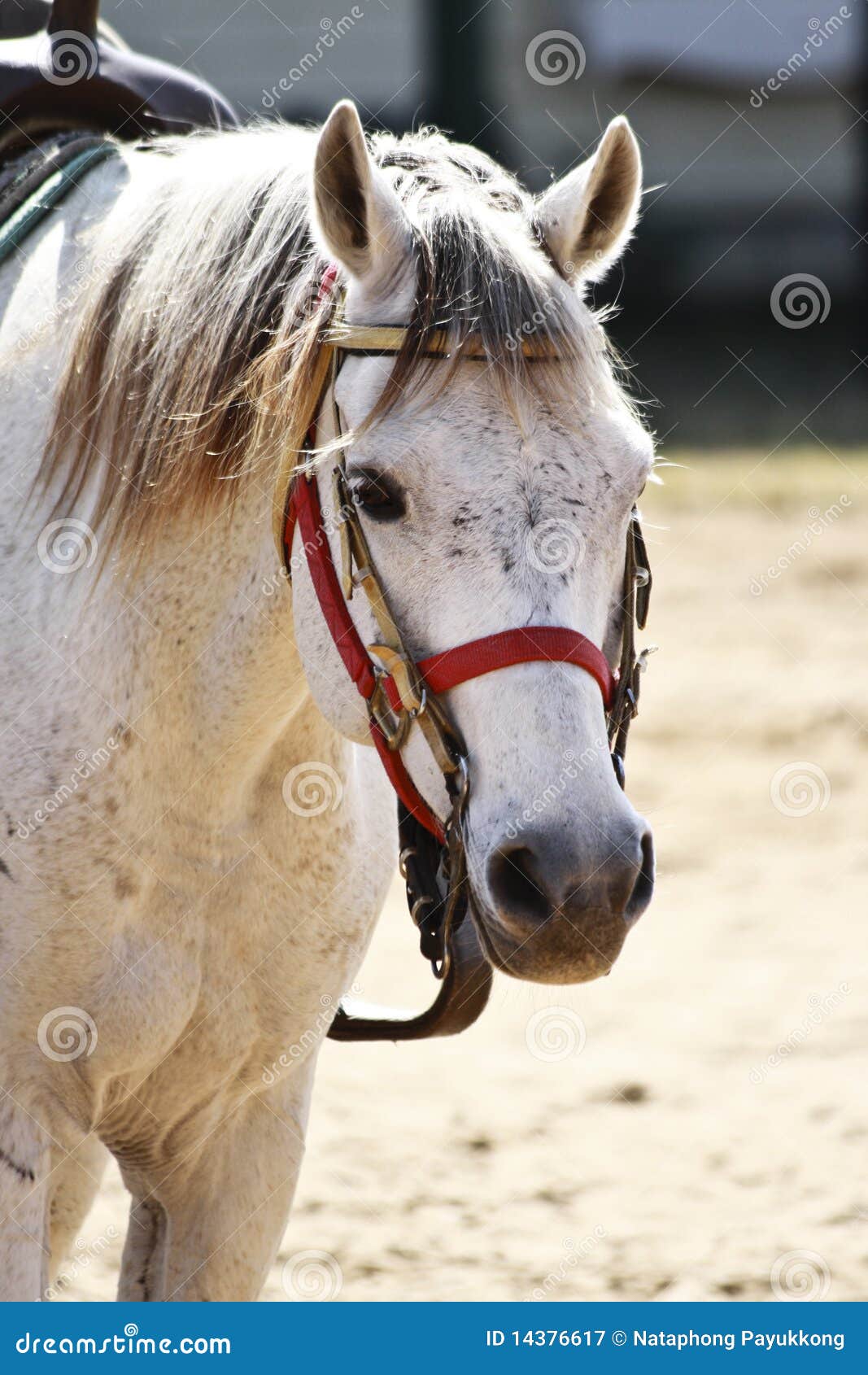 Horse stock image. Image of ride, stall, farm, mare, steed - 14376617