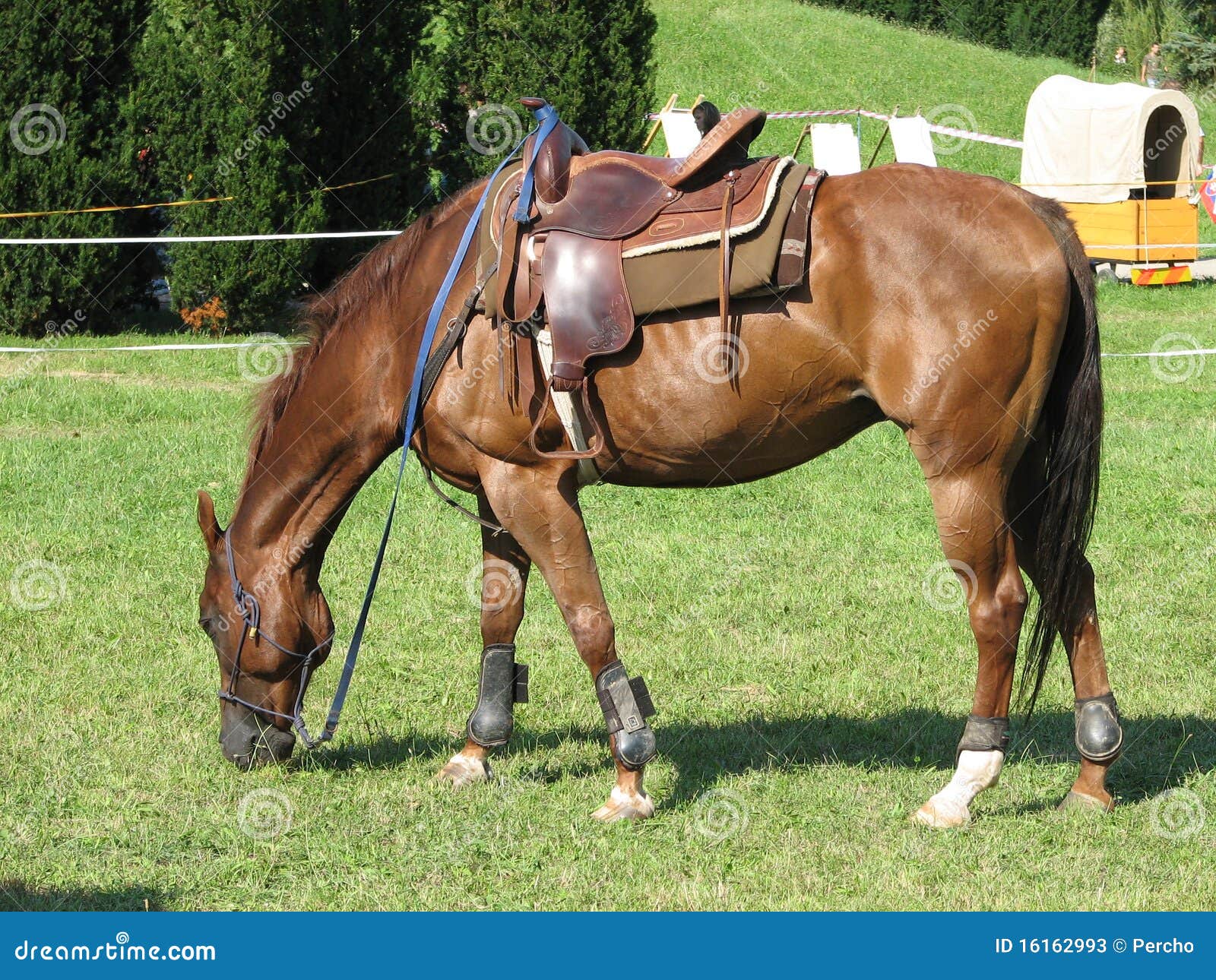 Horse stock image. Image of saddled, animals, farm, hobby - 16162993