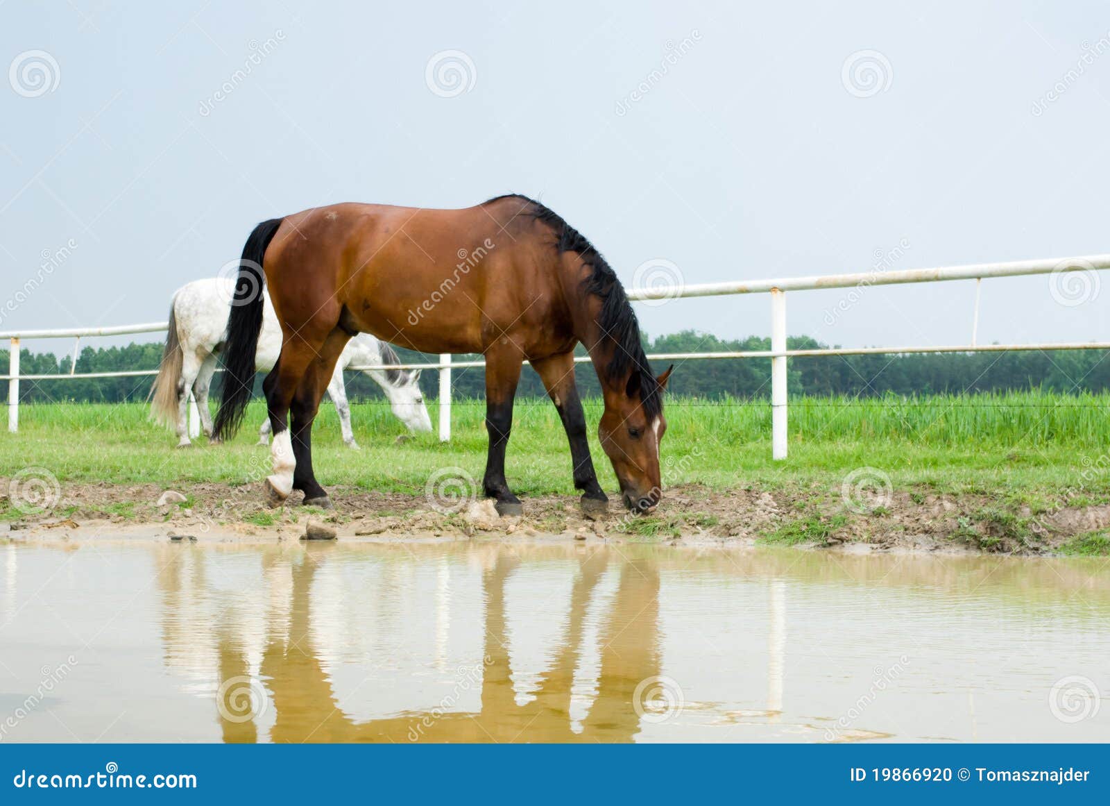 Horse stock photo. Image of dusty, animal, male, action - 19866920
