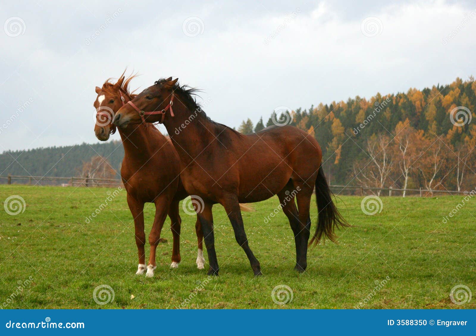 Horse 20 stock photo. Image of running, steed, farm, stallion - 3588350