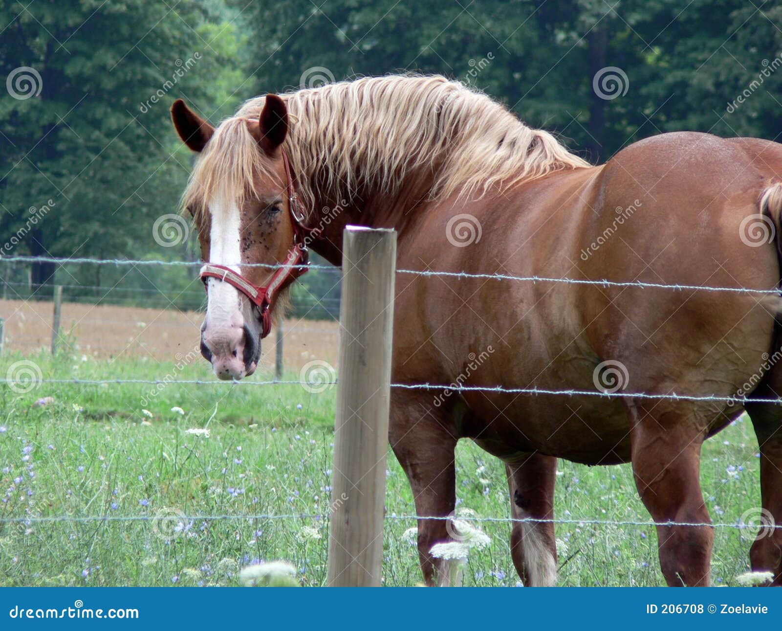Horse stock photo. Image of equus, caballus, country, equid - 206708