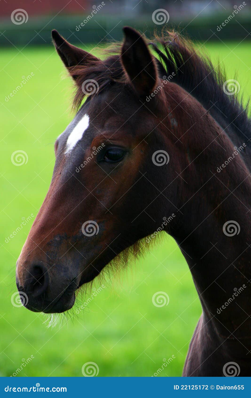 Horse stock photo. Image of mammal, horse, animal, individual - 22125172
