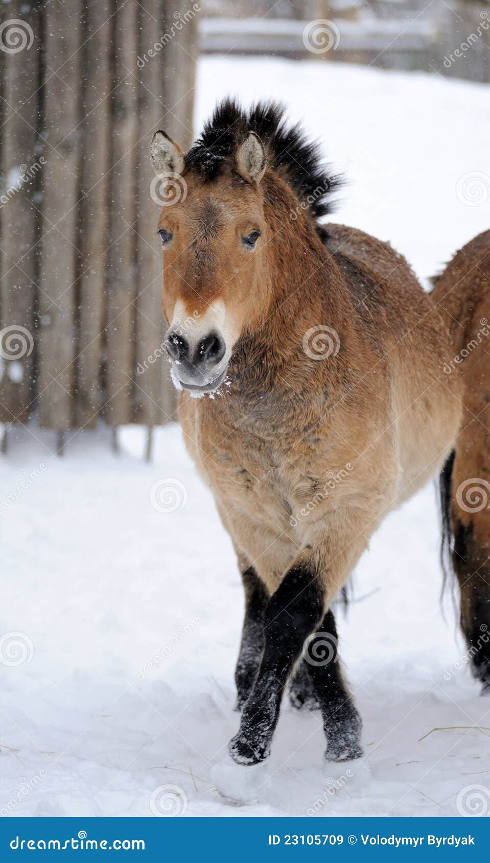 Horse stock image. Image of beauty, nature, cold, pony - 23105709