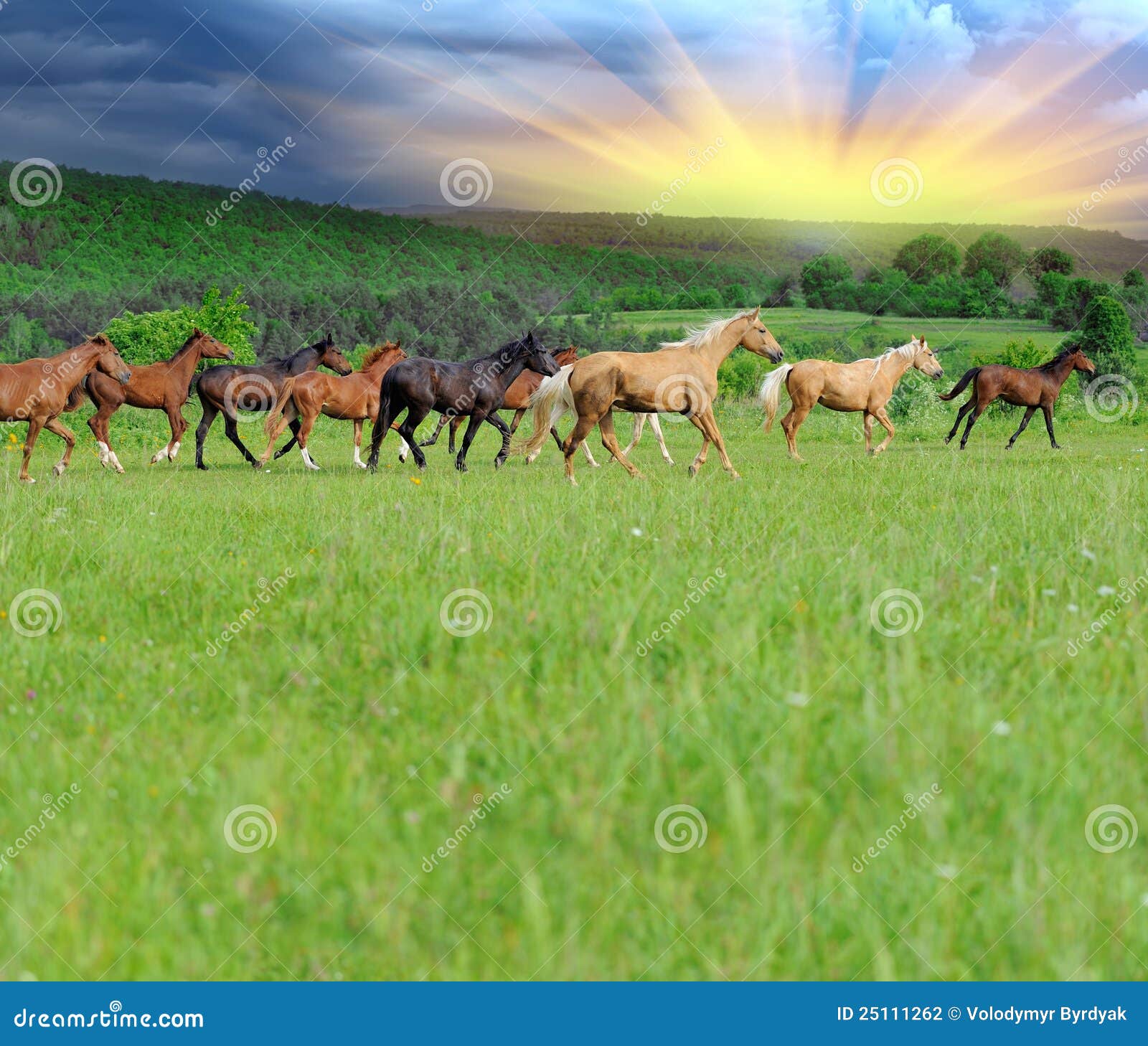 Horse stock photo. Image of freedom, cloud, mane, meadow - 25111262