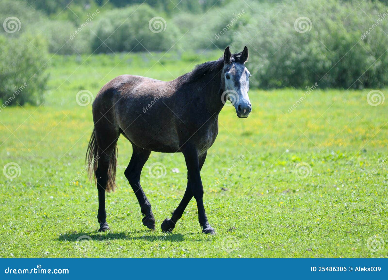 Horse stock photo. Image of valley, courser, field, horse - 25486306