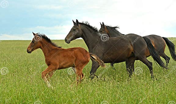 Horse stock photo. Image of colt, animal, nature, breeding - 27400512