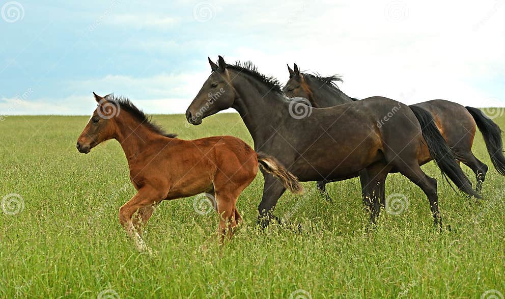 Horse stock photo. Image of colt, animal, nature, breeding - 27400512