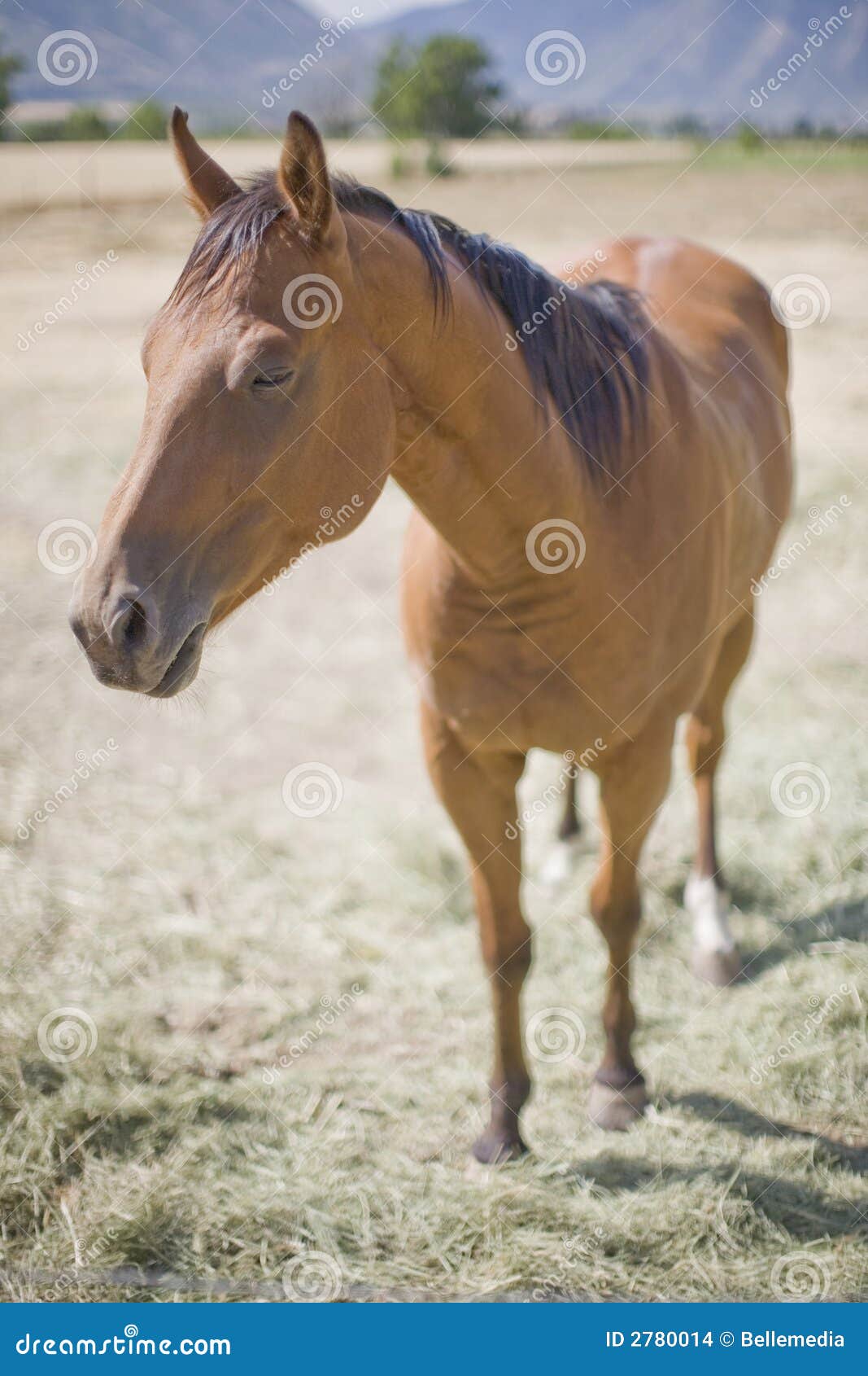 Horse Picture. Image: 2780014