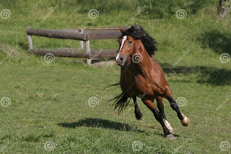 Horse stock image. Image of tail, animal, trot, horse - 3776979