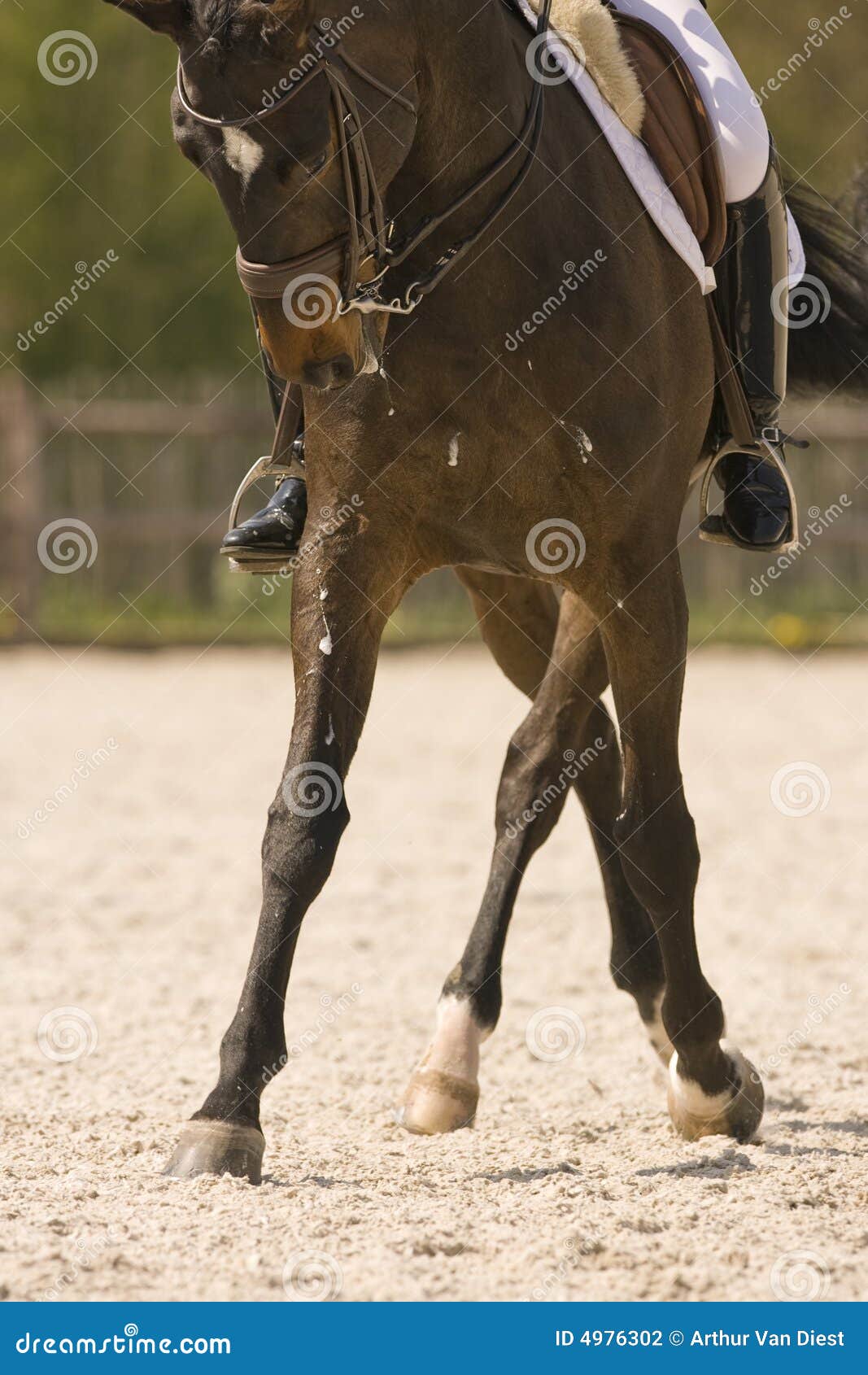 Horse stock photo. Image of horseback, reins, equestrian - 4976302