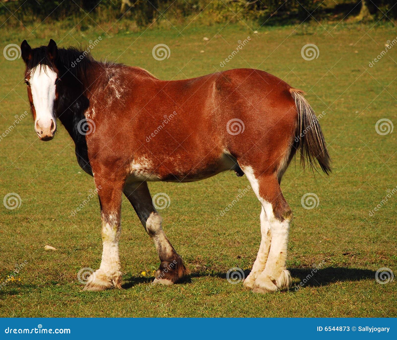 Collection of Land Animals Photos - Dreamstime ID:8917