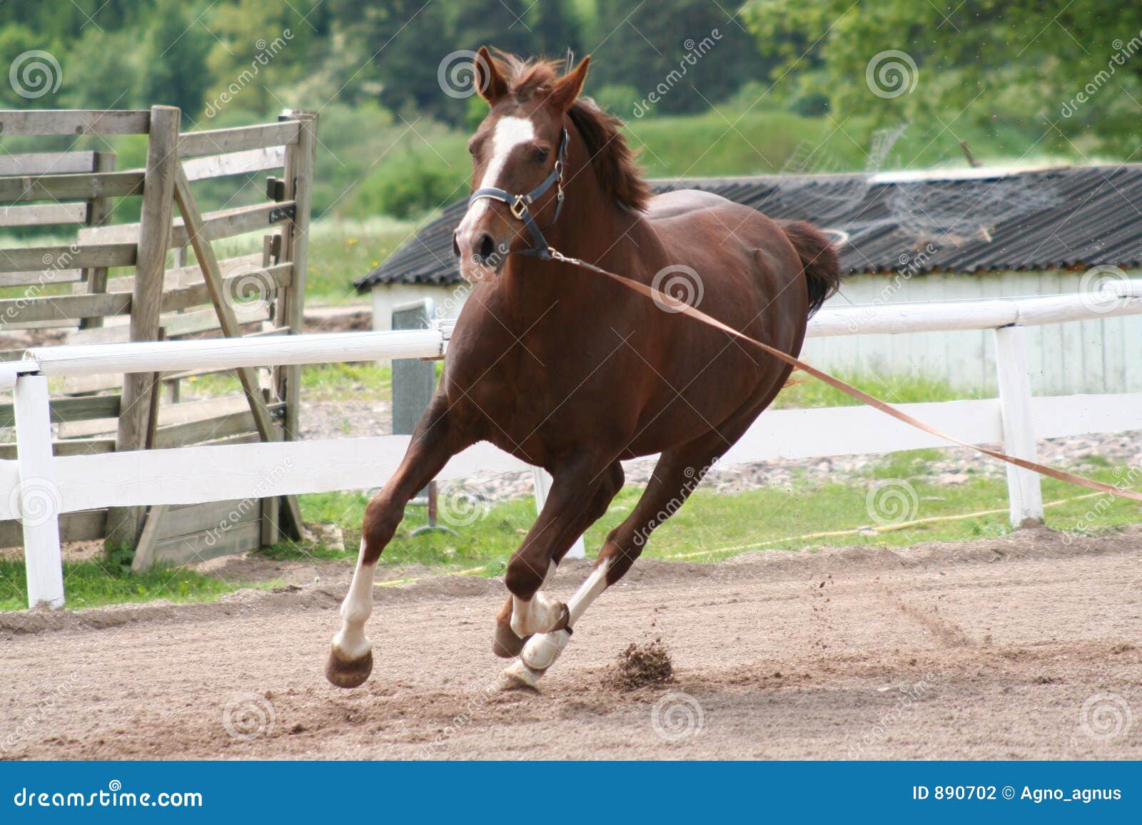 Horse stock photo. Image of farm, horse, herd, saddle, horn - 890702