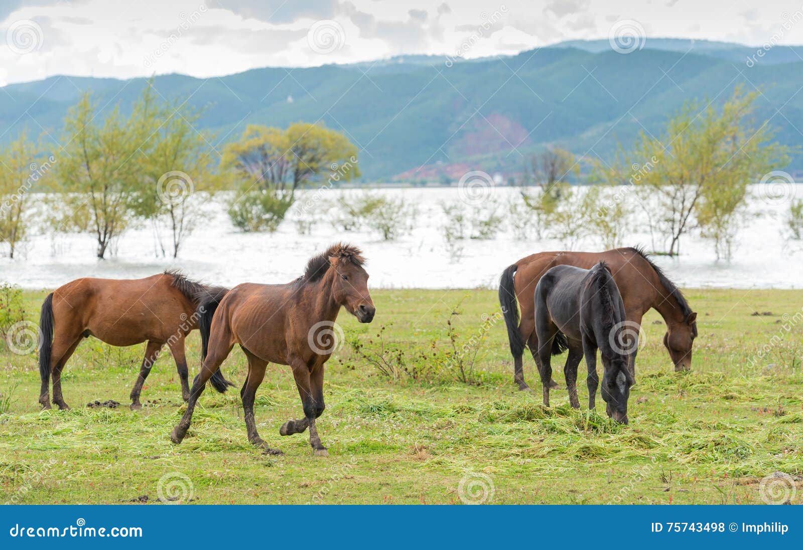 Horse in action stock photo. Image of action, green, alone - 75743498