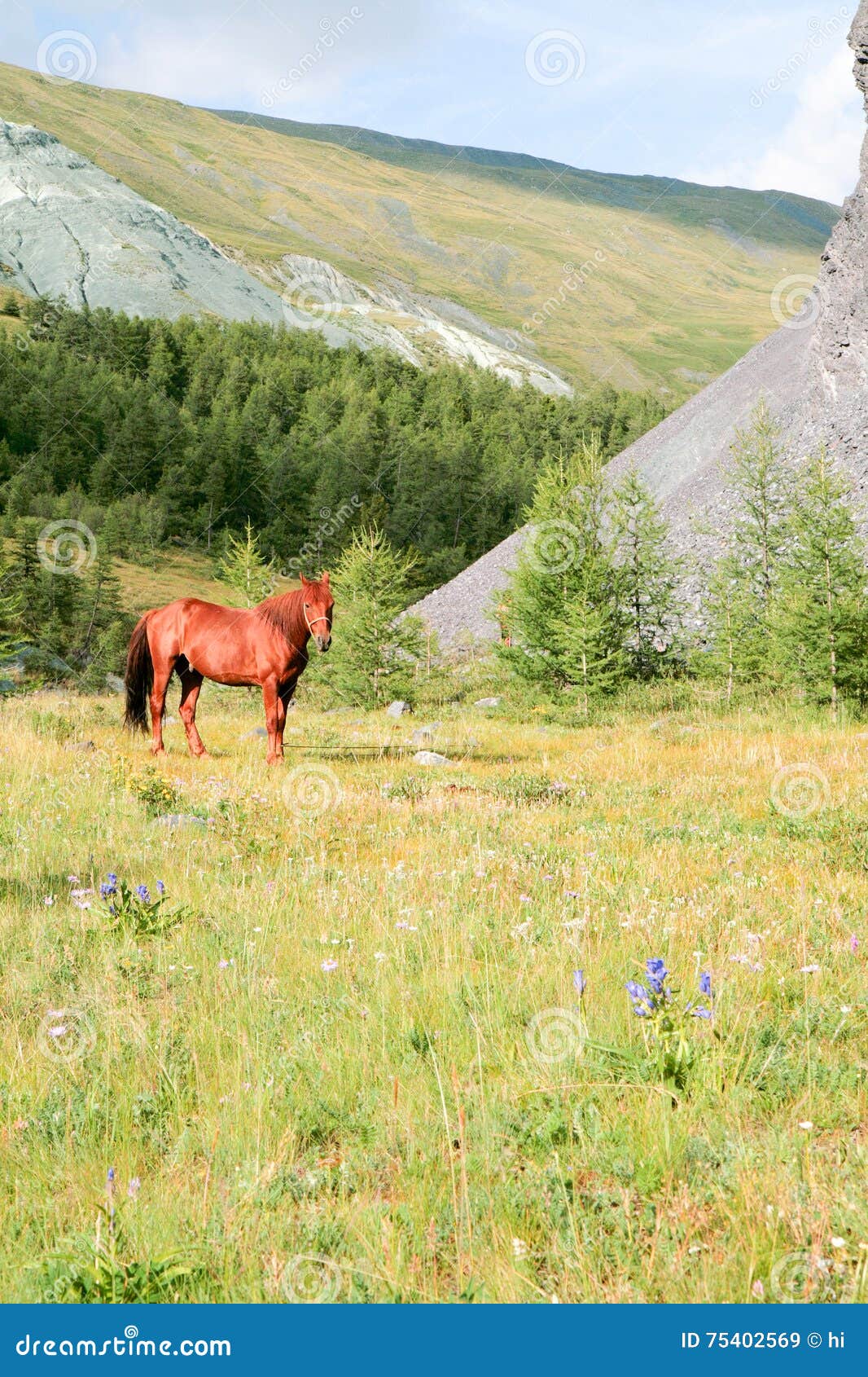 Horse in the Altai Mountains Stock Image - Image of farmland ...