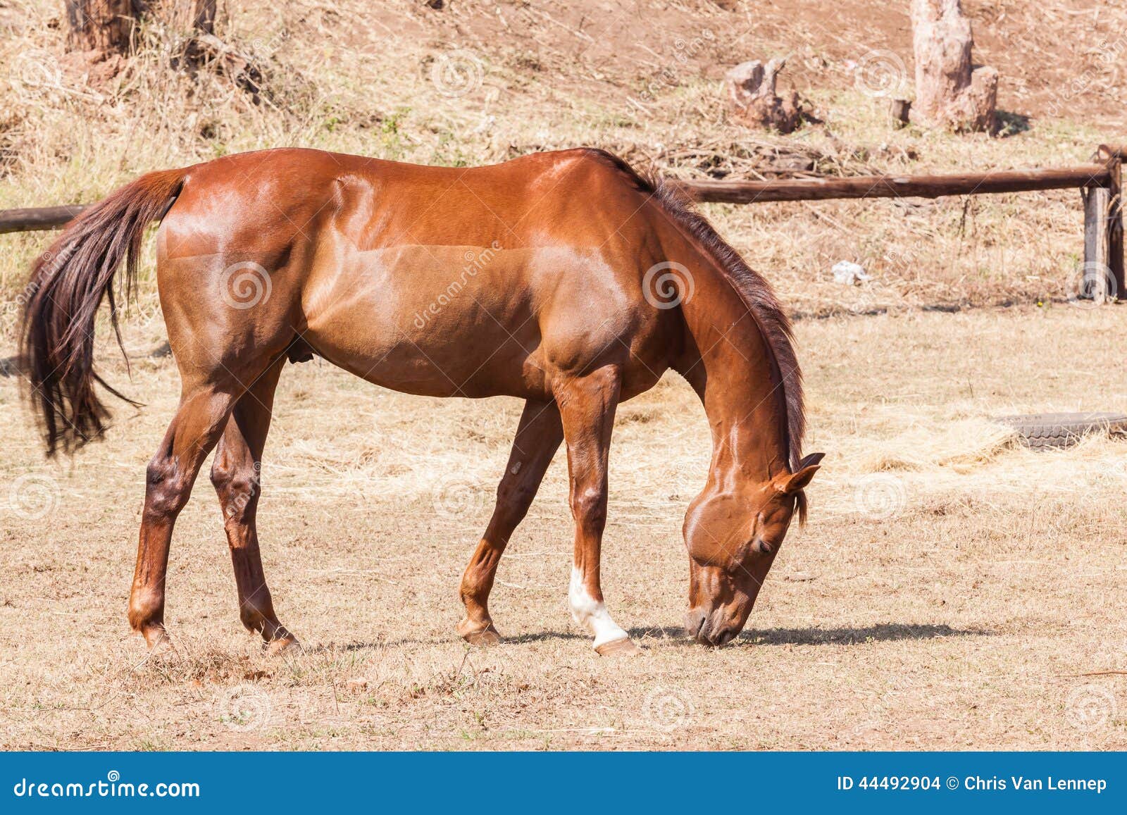 Horse Animal Chestnut stock photo. Image of pets, pony - 44492904