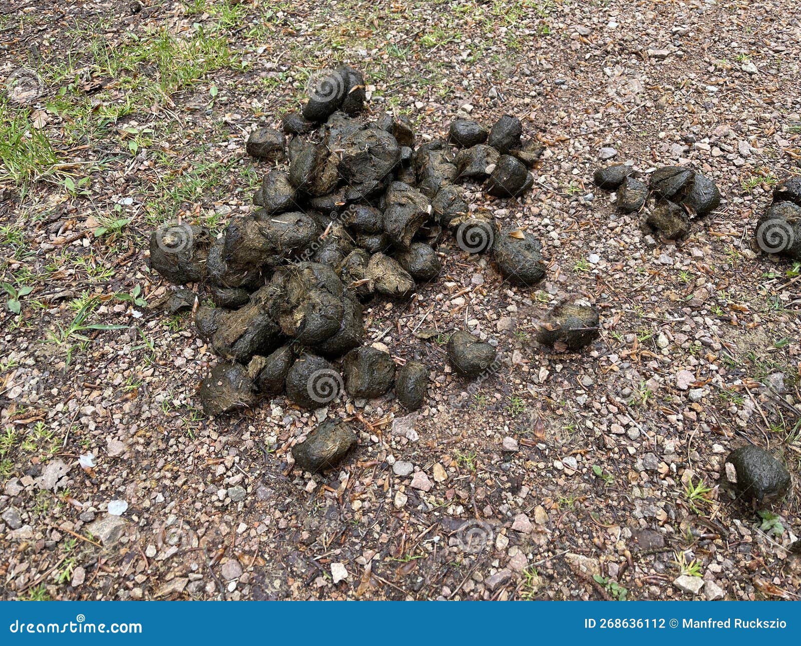 Horse apples stock photo. Image of intestinal, droppings - 268636112