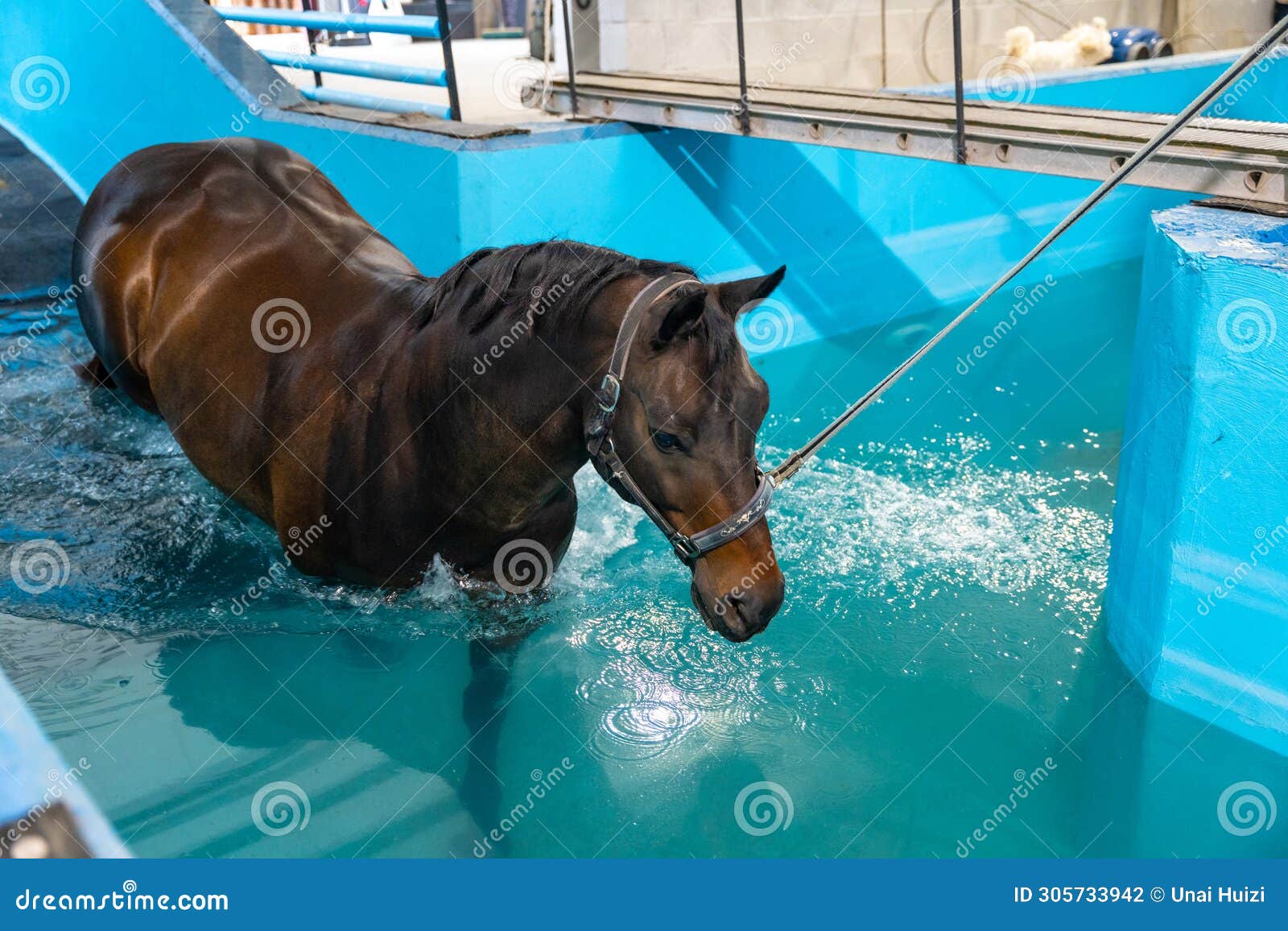Horse during Aqua Therapy in a Pool Stock Photo - Image of health ...