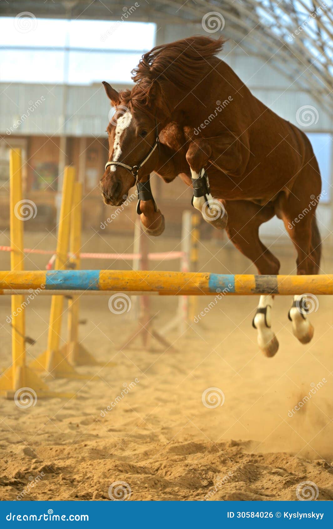 Horse stock photo. Image of hoofed, brown, animals, stud - 30584026