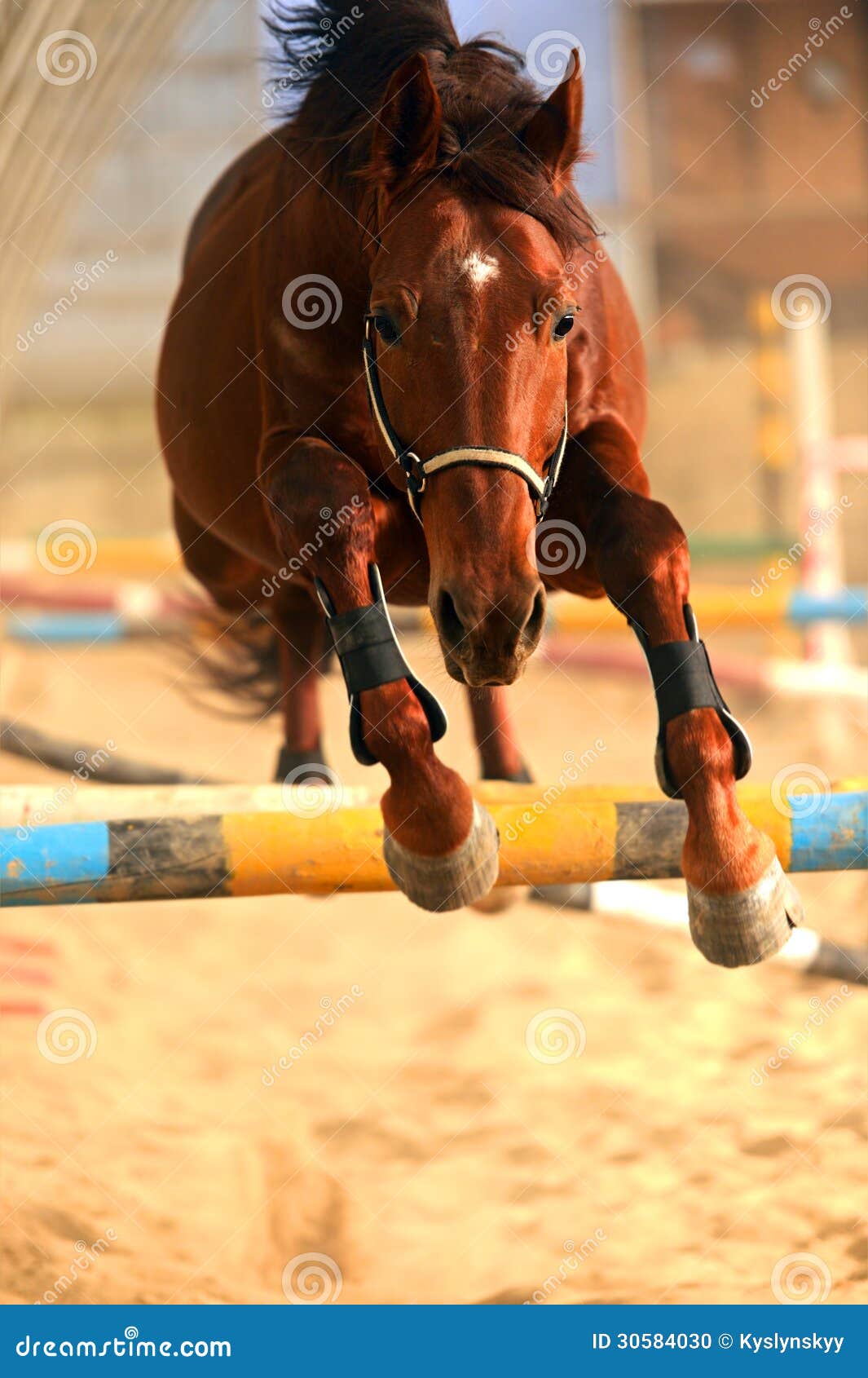 Horse stock photo. Image of animal, domestic, farm, brown - 30584030