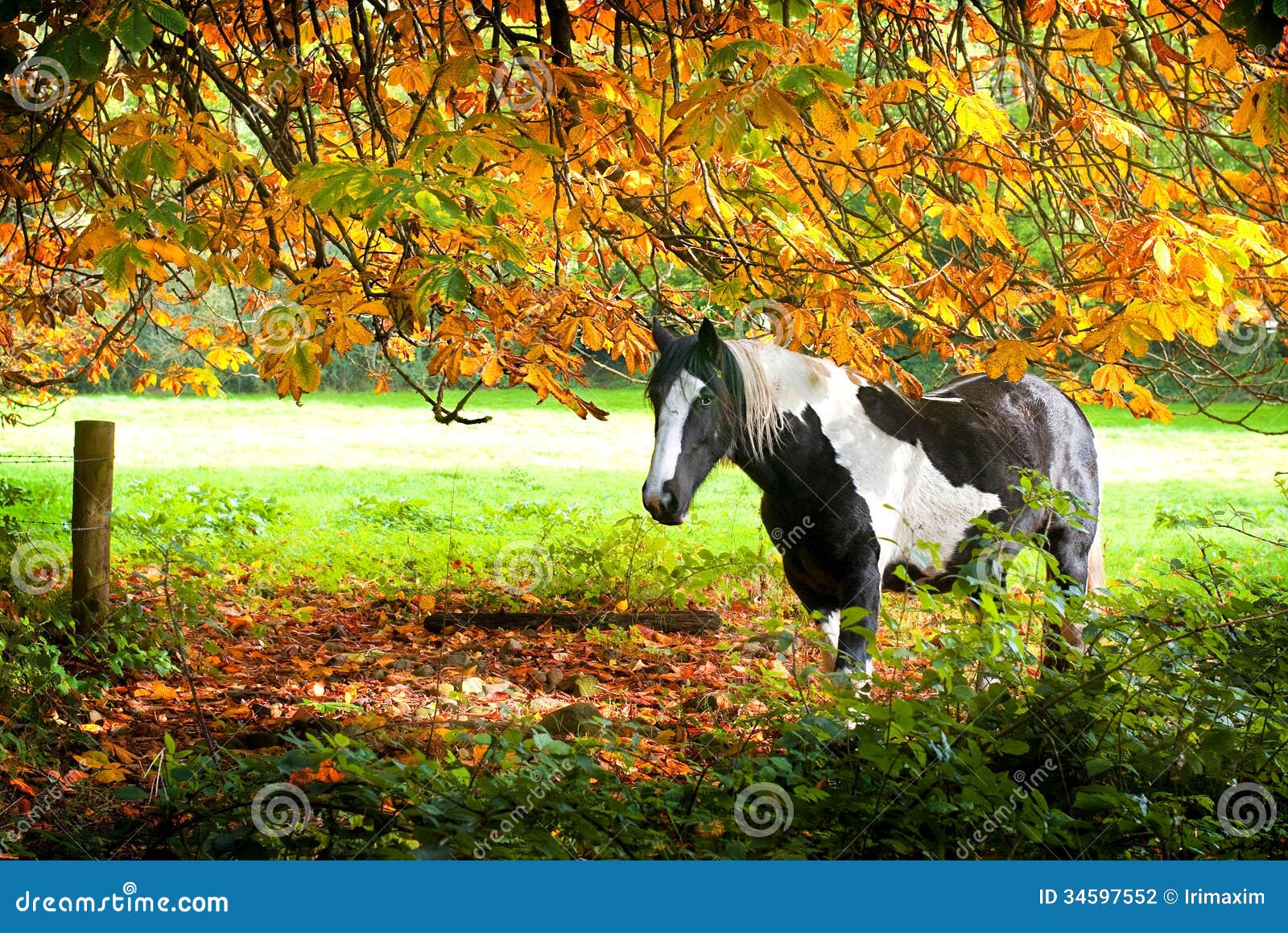 Horse in autumn stock photo. Image of vertical, purebred - 34597552