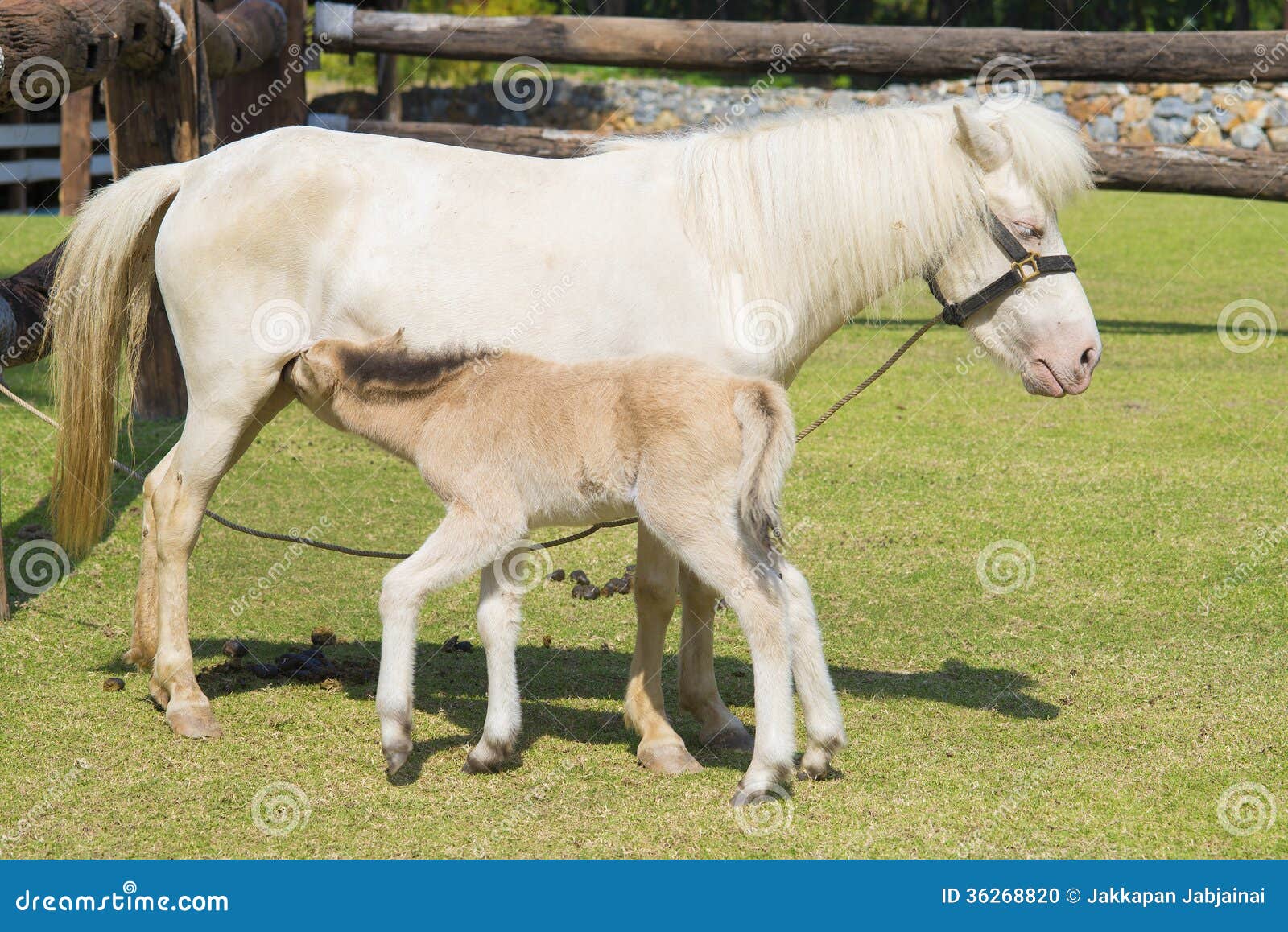 Horse and baby horse stock photo. Image of pasture, beasts - 36268820