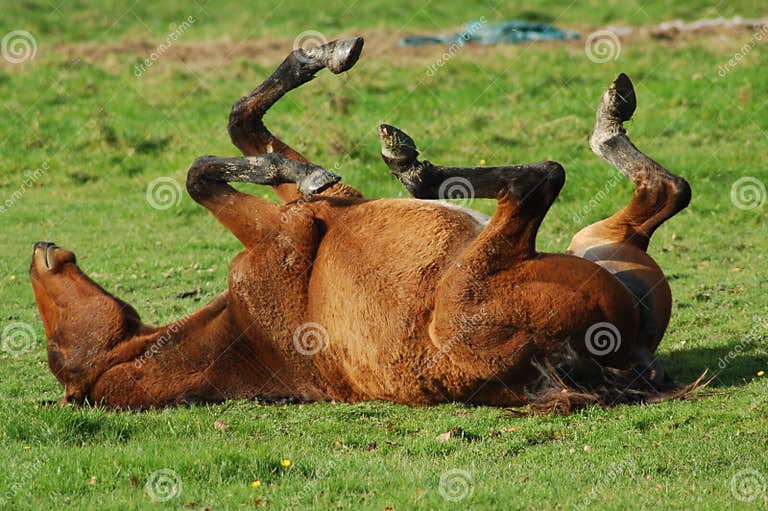Horse on the back stock image. Image of horse, lying - 10116599