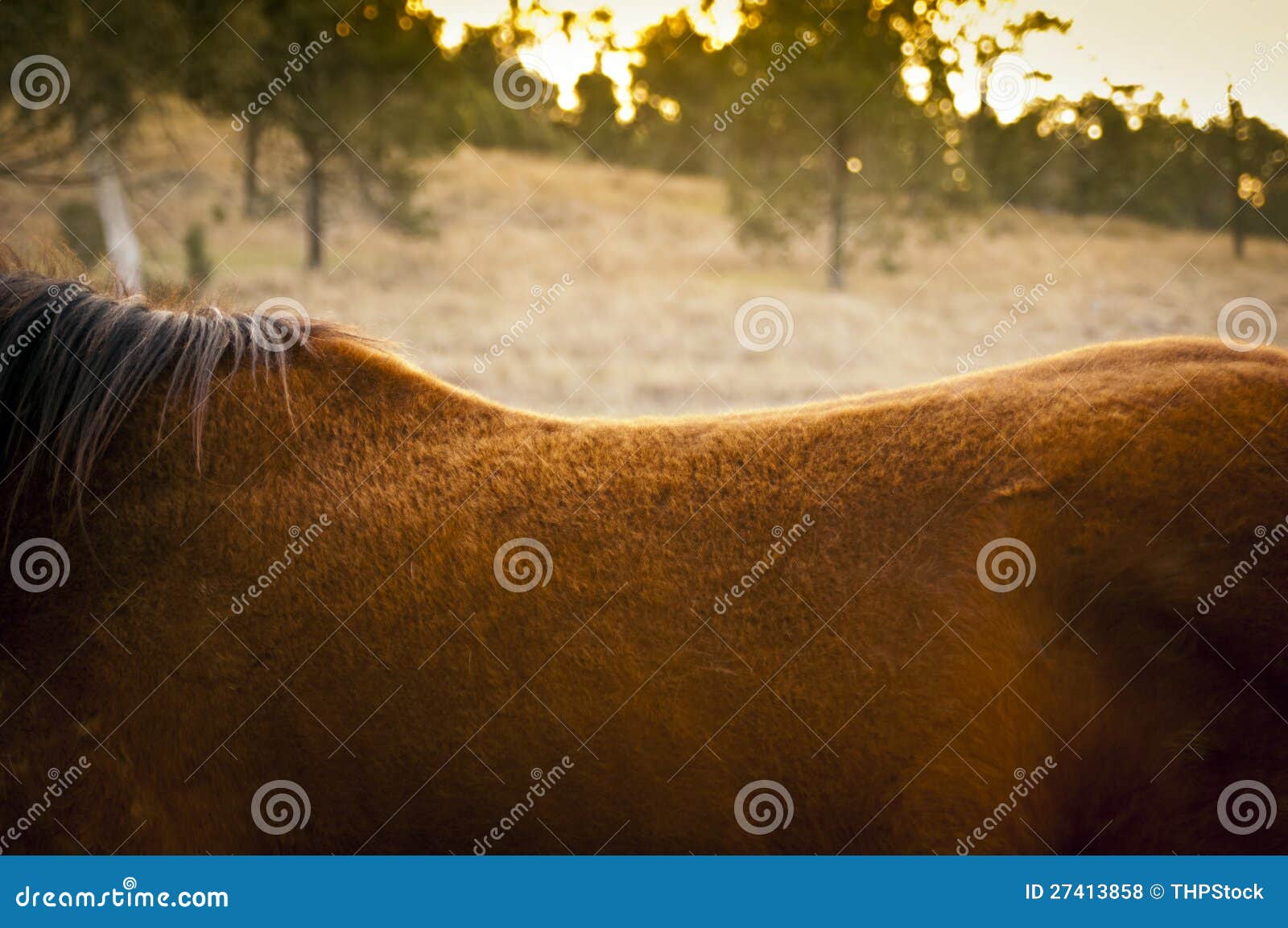 Horse Back stock photo. Image of bridle, head, horse - 27413858