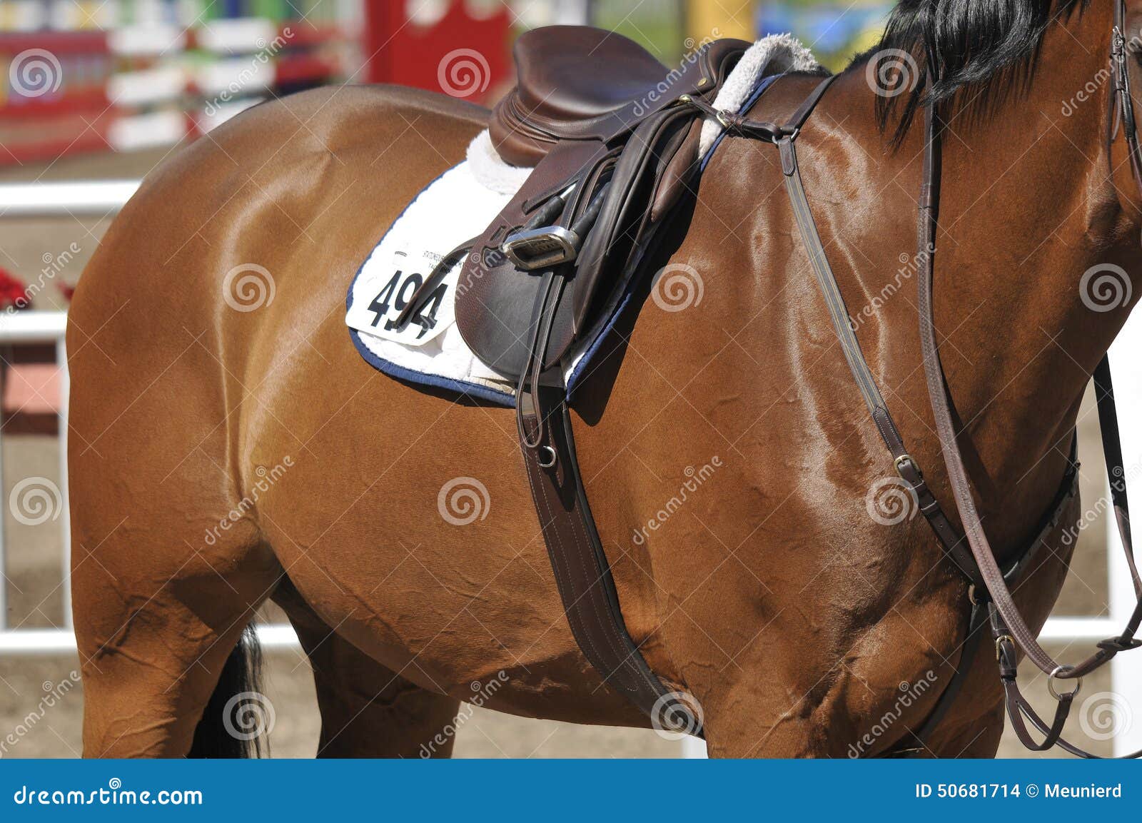 Horse back stock photo. Image of close, interior, draft - 50681714