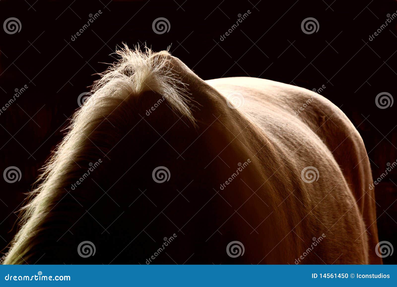 Horse Back and Mane at Dusk Stock Photo - Image of knee, sacrum: 14561450