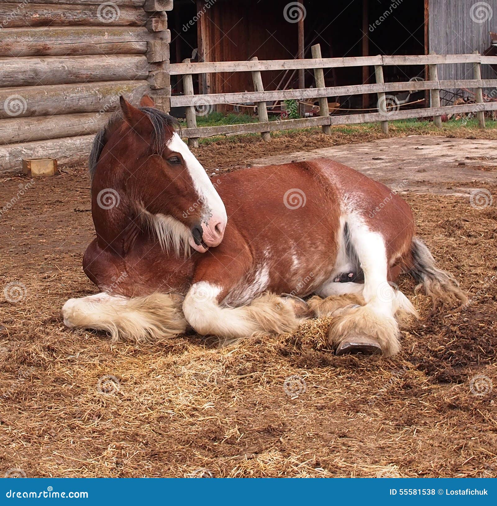 Horse in Barnyard stock photo. Image of worker, barn - 55581538