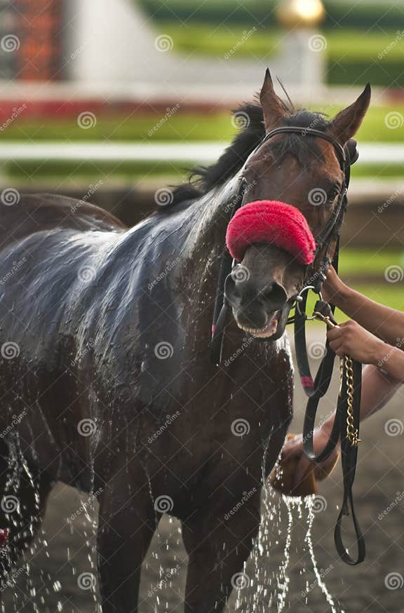 Horse Bath stock photo. Image of race, stallion, track - 18675964