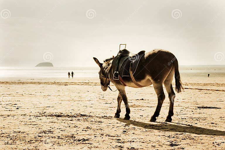 Horse on the beach stock image. Image of summer, inspiration - 13312895