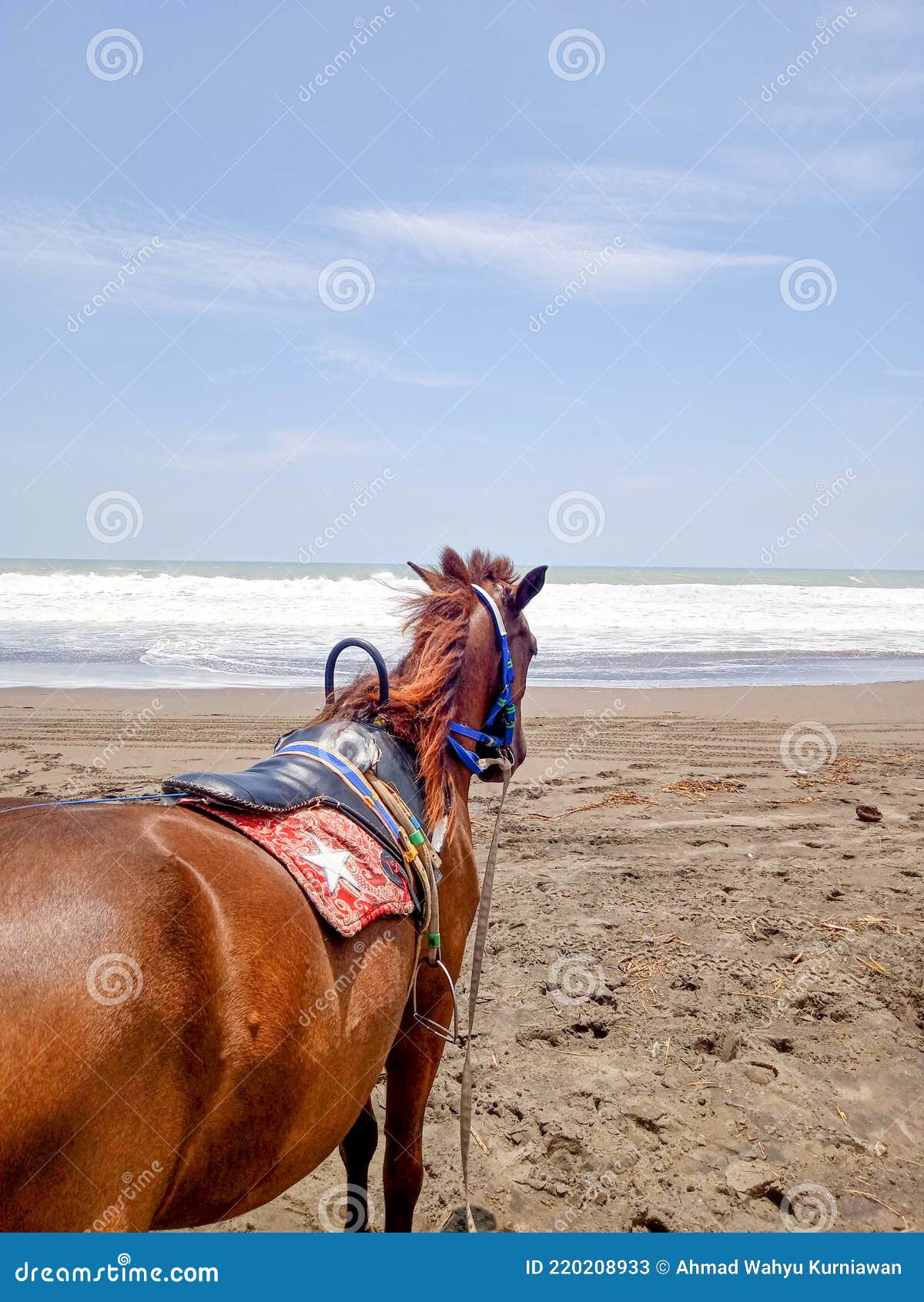 Horse on the beach stock image. Image of sunny, asia - 220208933
