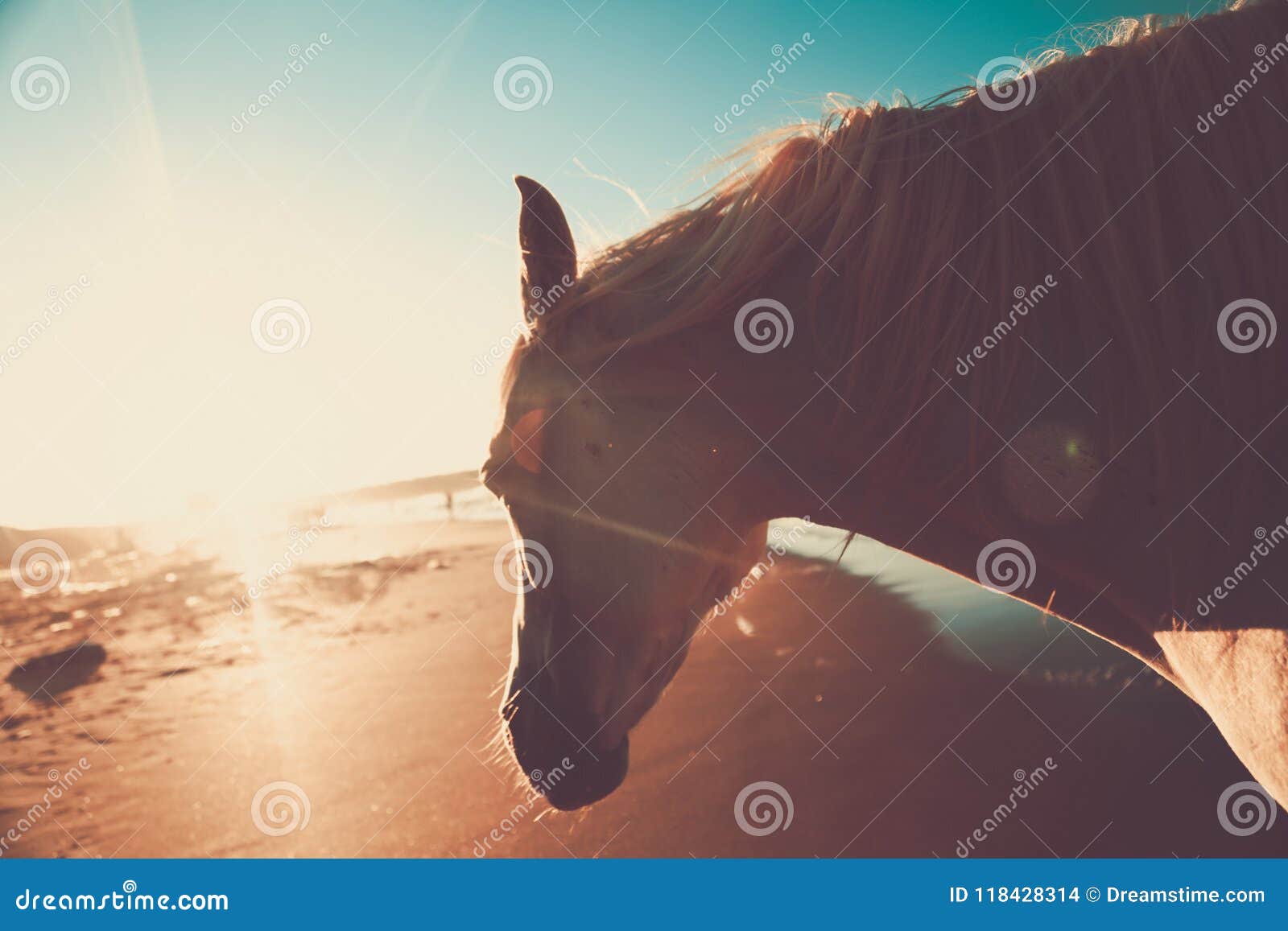 Horse on the Beach at Sunset Stock Photo - Image of clouds, horse ...