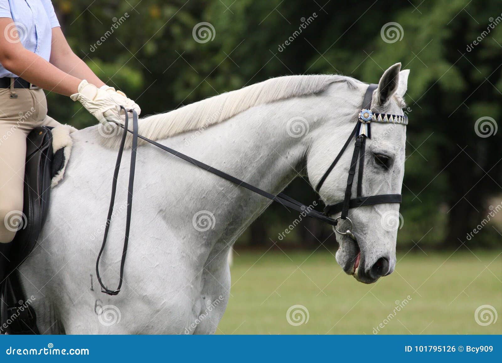 Horse being ridden stock photo. Image of outdoor, equestrian - 101795126