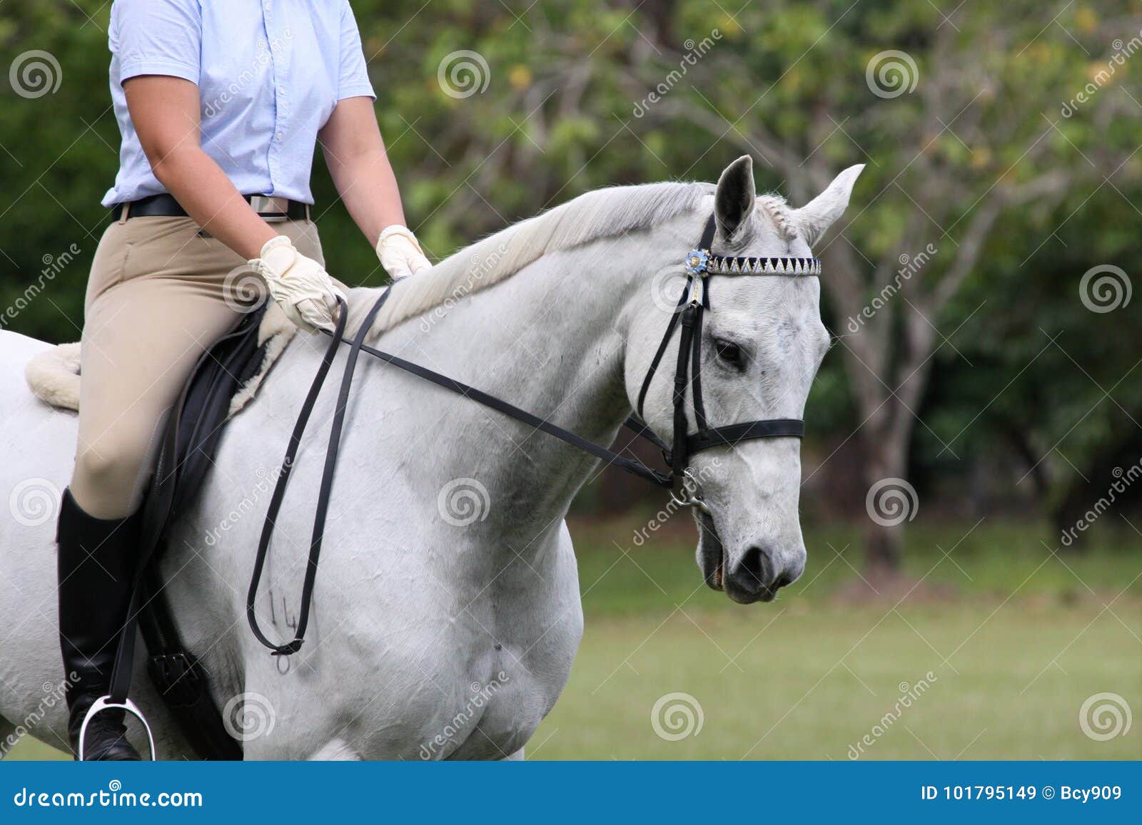 Horse being ridden stock image. Image of bridle, dressage - 101795149