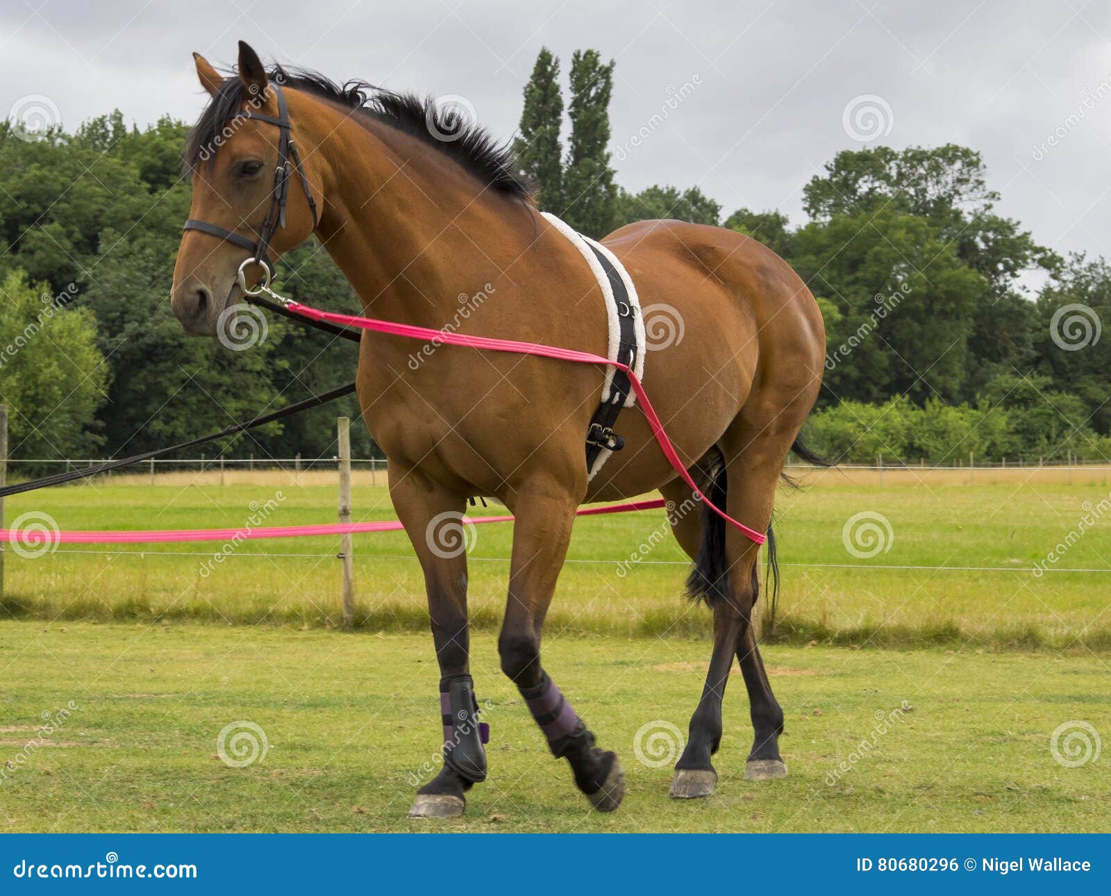 Horse being trained stock photo. Image of rider, coloured - 80680296