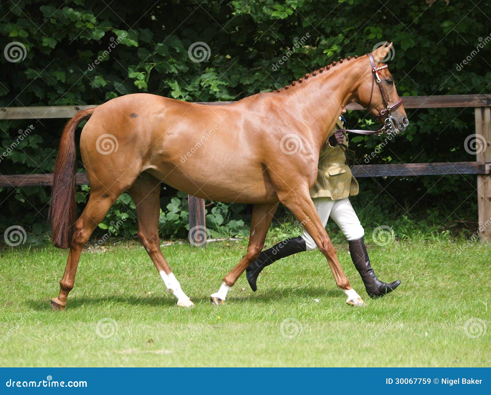 Horse in the Show Ring stock image. Image of nose, beauty - 30067759
