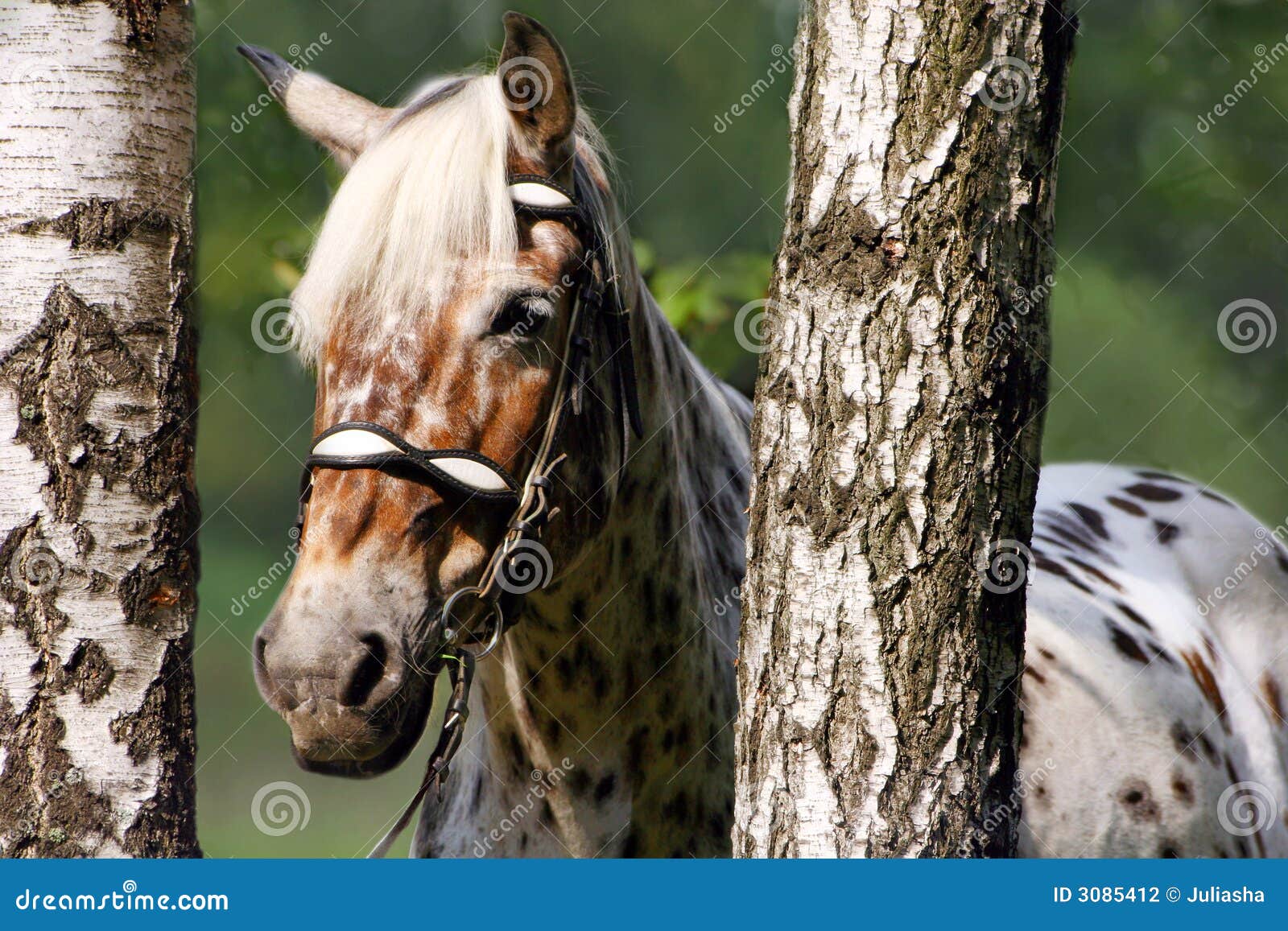 Horse in birches stock photo. Image of appaloosa, pets - 3085412