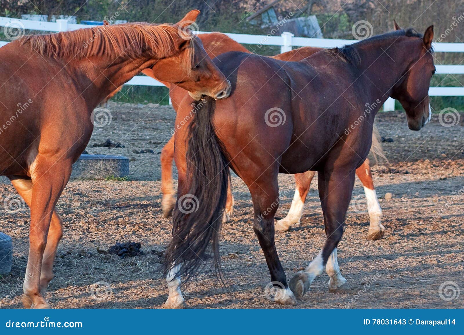 Horse Bite stock image. Image of horses, cute, nature - 78031643 Horse Bite stock image. Image of horses, cute, nature - 78031643