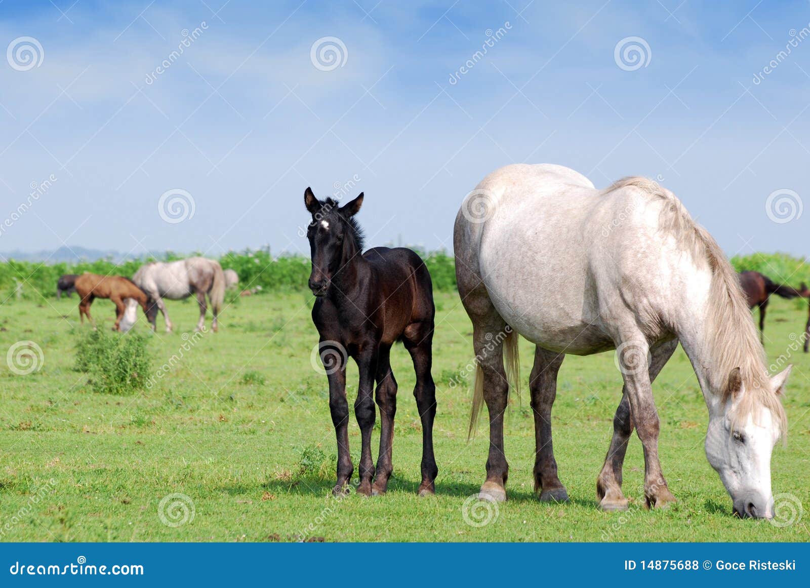 A Black Foal And A Skewbald Foal Are Playing Together And Are Grooming ...