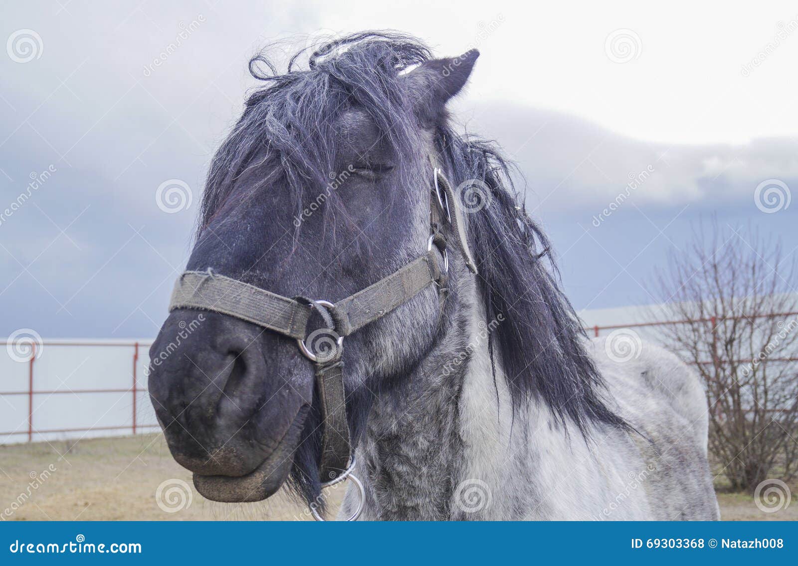 Horse with the Black Mane are in the Paddock Stock Photo - Image of ...