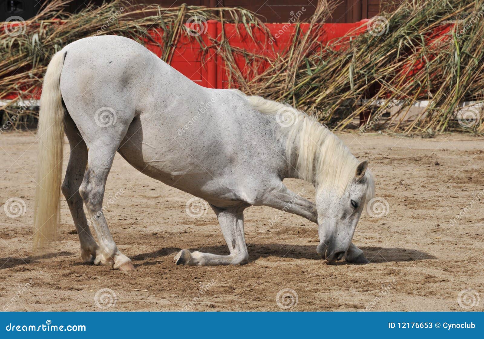 Horse bow stock image. Image of animal, equestrian, scenics - 12176653