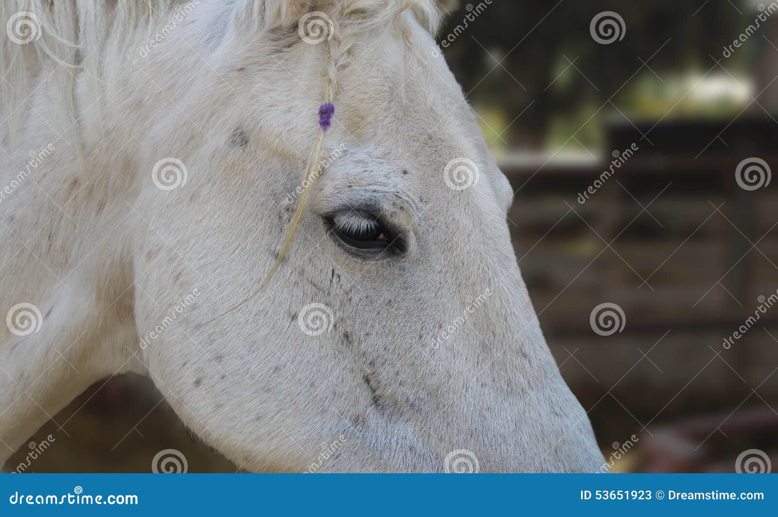 Horse with a braid stock image. Image of farm, braid - 53651923