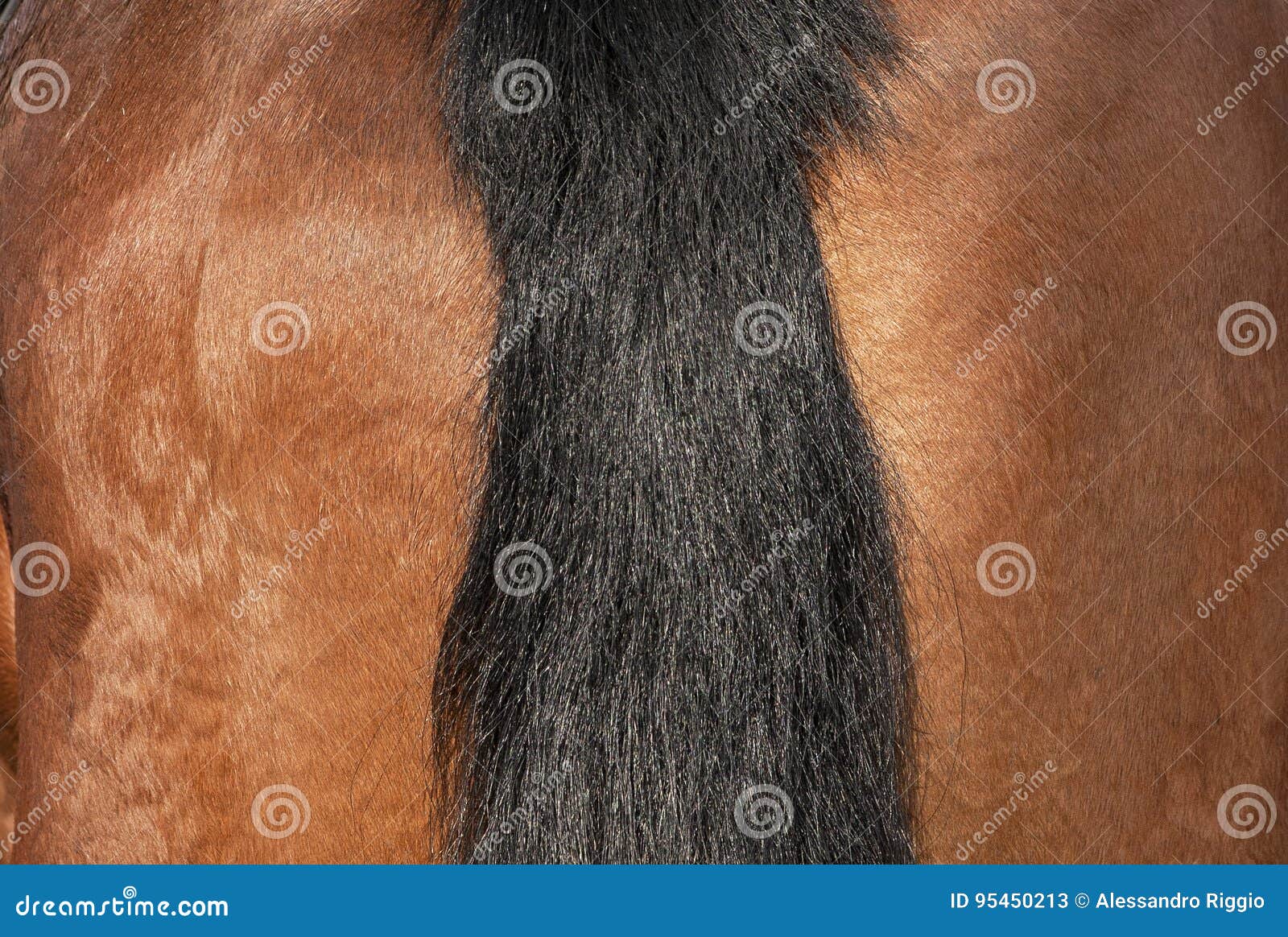 Horse: a braid tail stock image. Image of mammal, white - 95450213