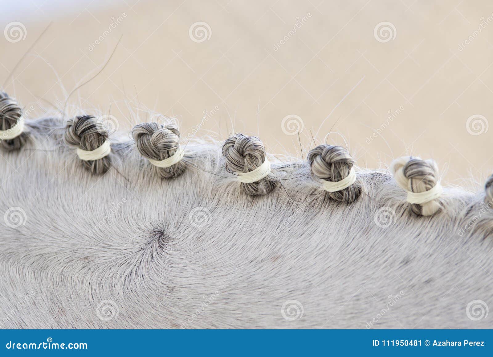 Horse Braided with Button Braids Stock Image - Image of button ...