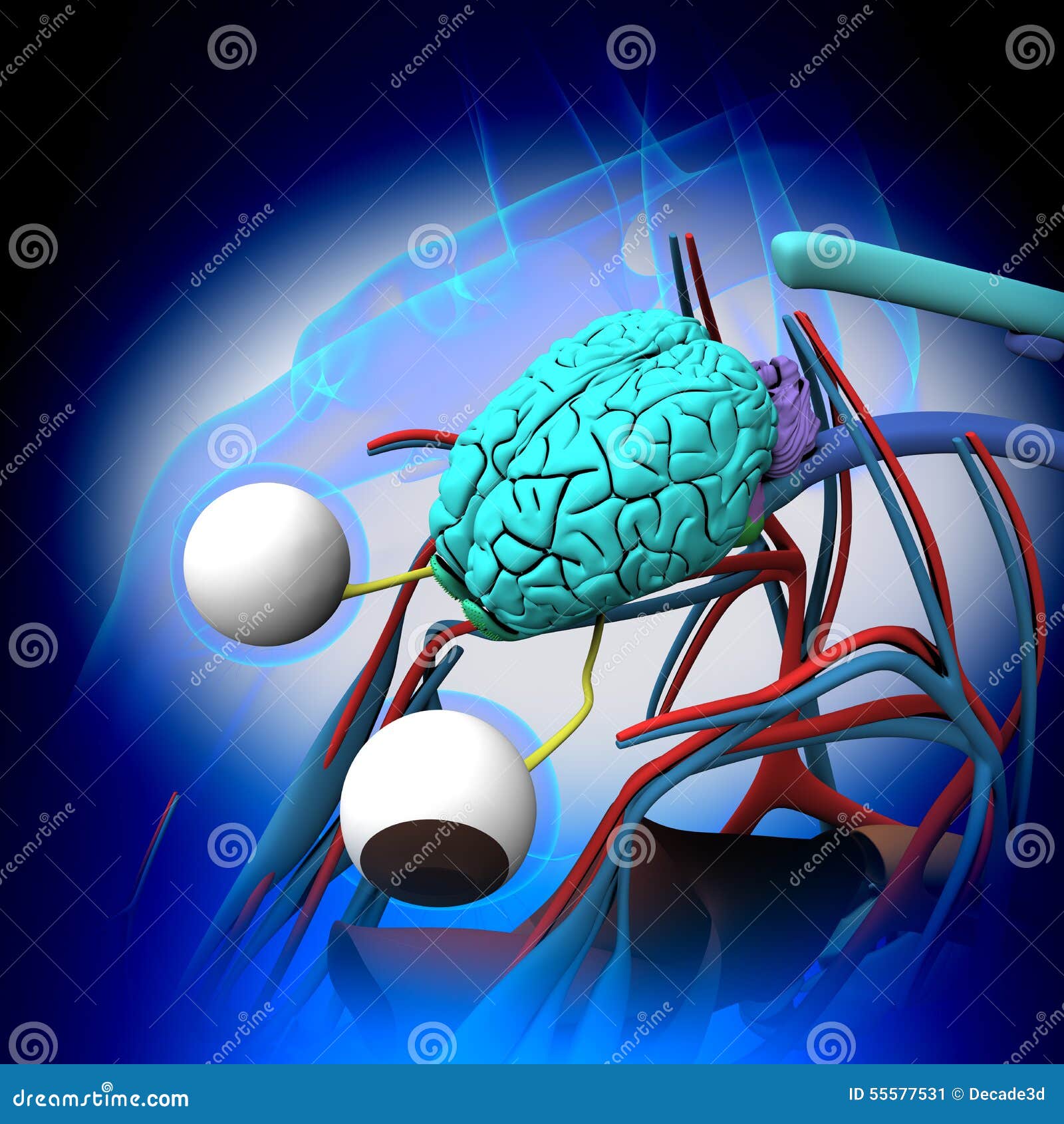 Horse Brain Anatomy - Cross-section on Blue Background Stock ...