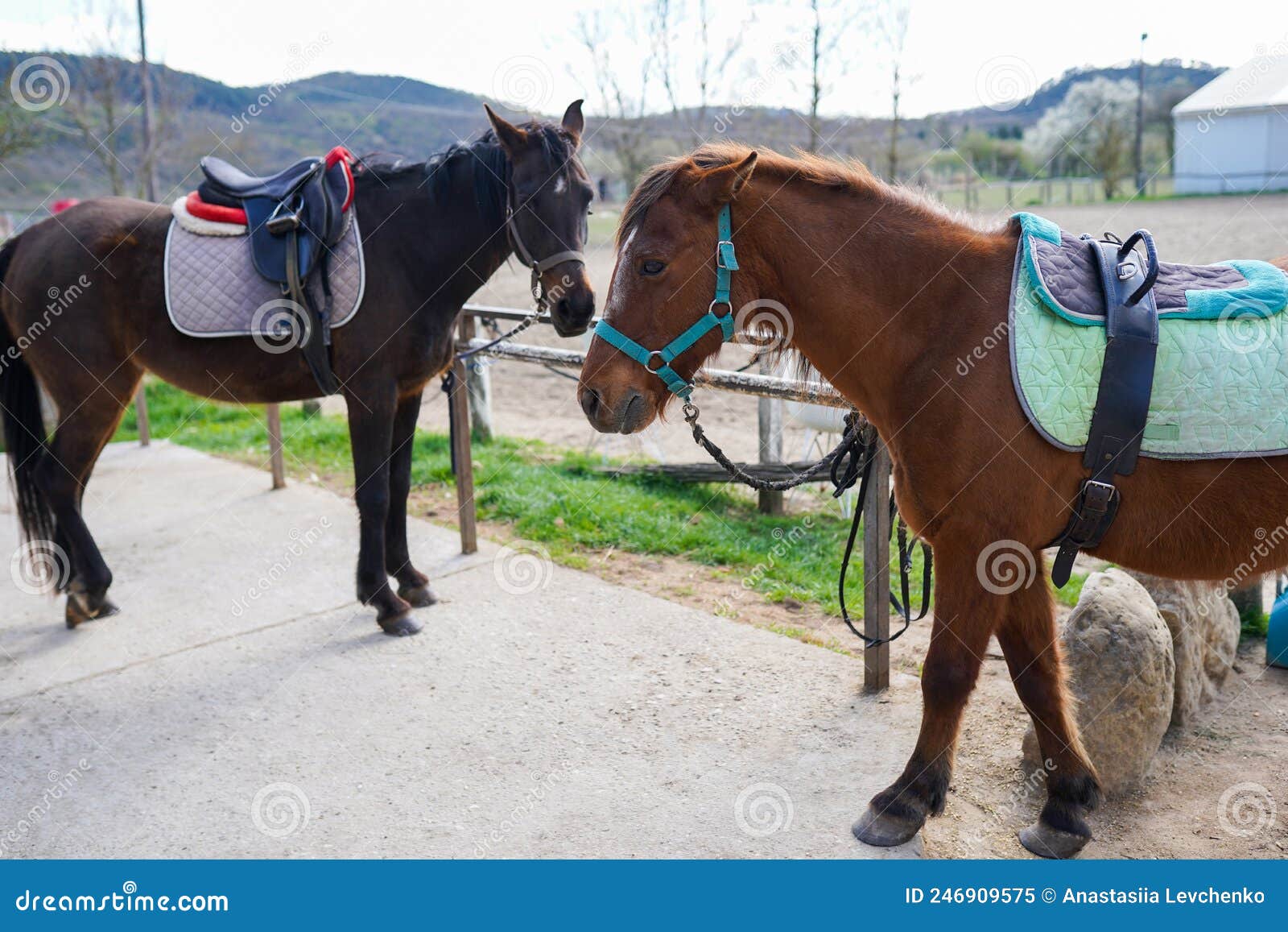 Horse at a Horse Breeding Farm in a Village on Spring Sunset Stock ...