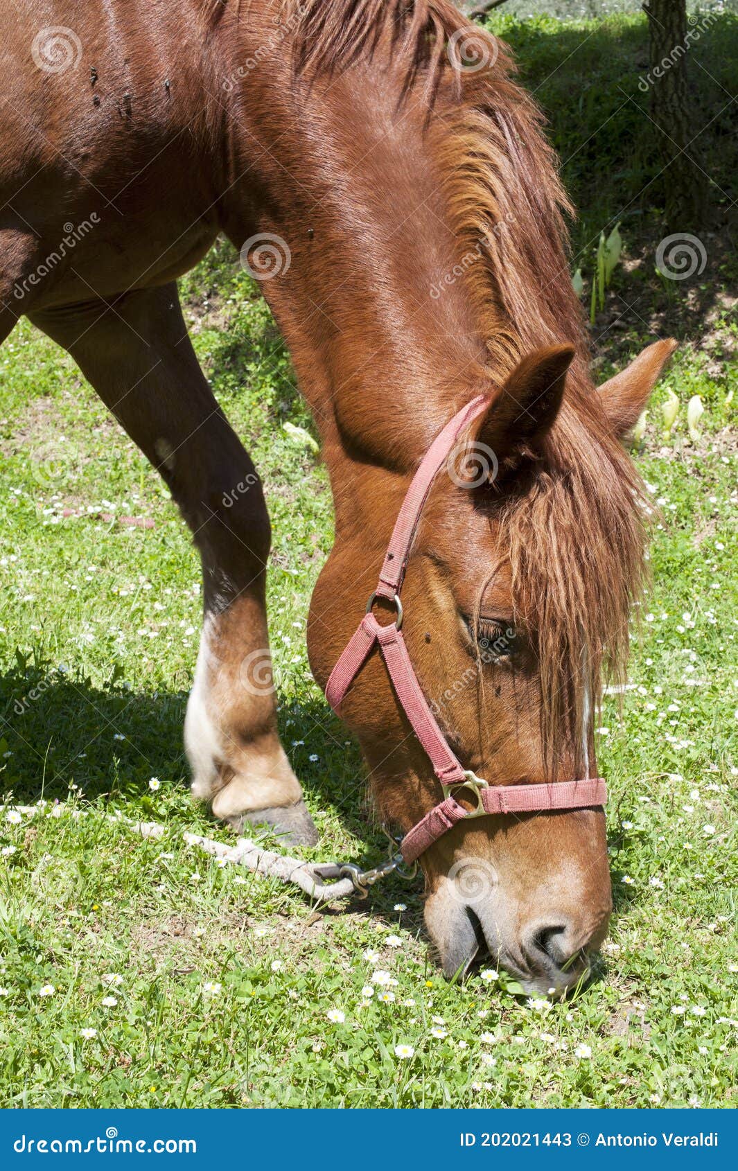 Horse breeding. stock image. Image of breeding, mammal - 202021443