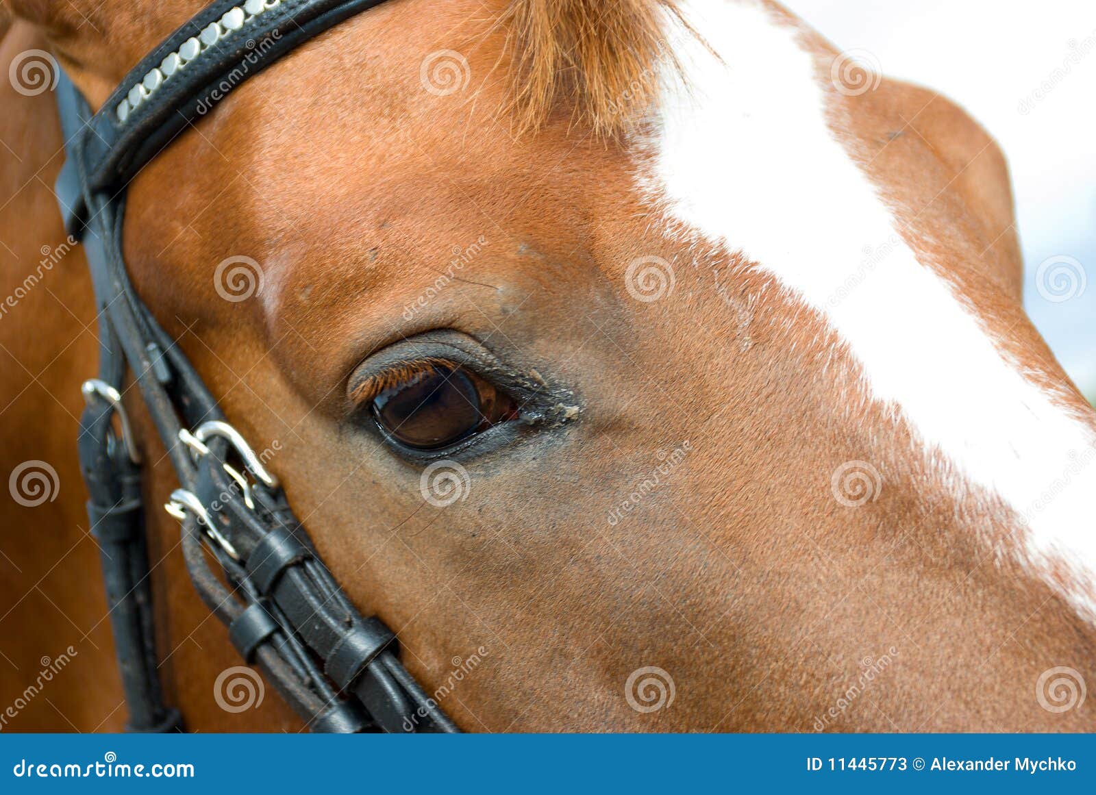 Horse is bridle stock image. Image of meadow, natural - 11445773